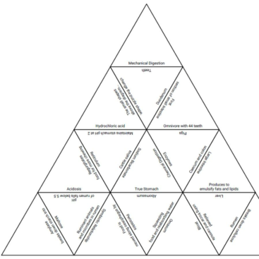 Animal Physiology Tarsia Puzzle – Mr. Ag