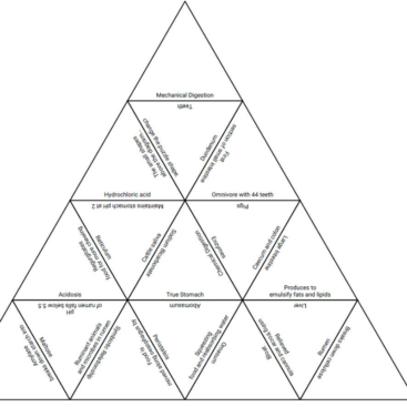 Animal Reproduction Tarsia Puzzle – Mr. Ag