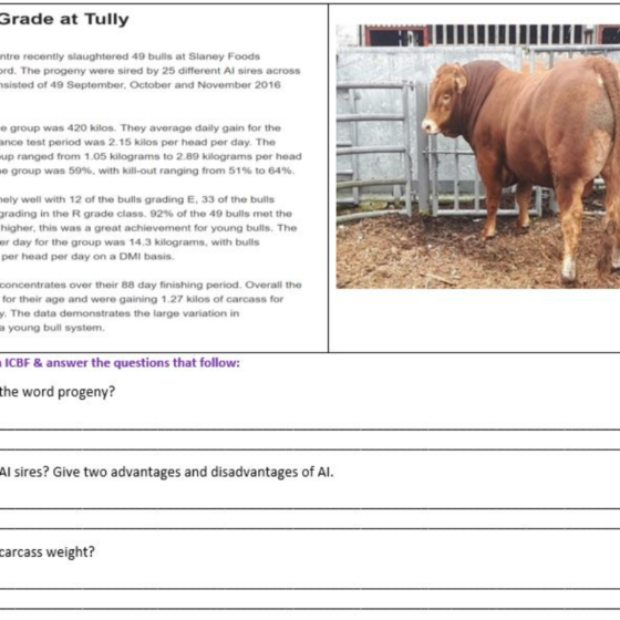 Beef Carcass Grades – Mr. Ag