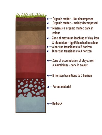 Soil Revision – Mr. Ag