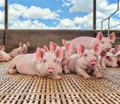 Pig Production Bundle – Mr. Ag