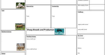 Sheep Production Mindmap – Mr. Ag