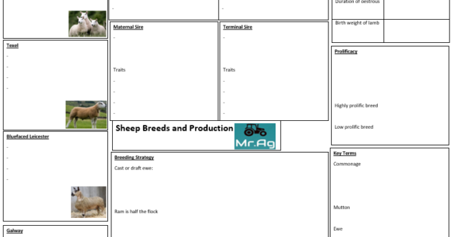 Lamb Production Mindmap – Mr. Ag
