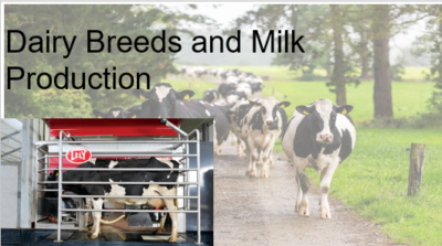 Dairy Production PowerPoint – Mr. Ag